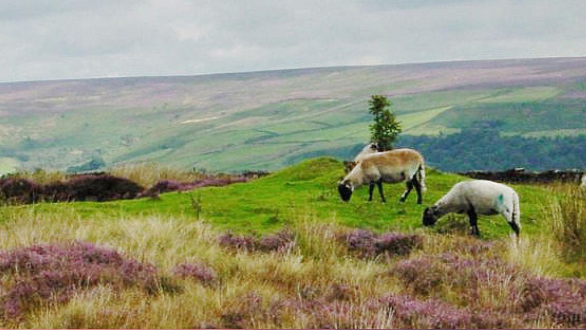 The North York Moors Quiz - EnglandExplore
