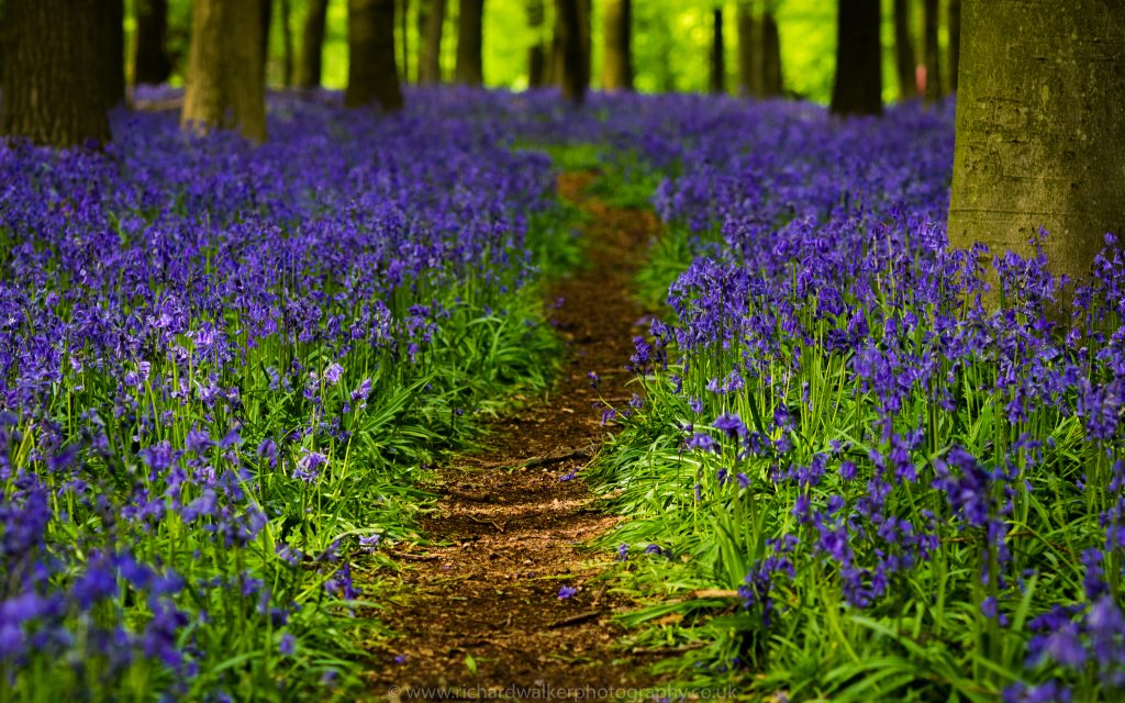 English Walks In Spring - EnglandExplore